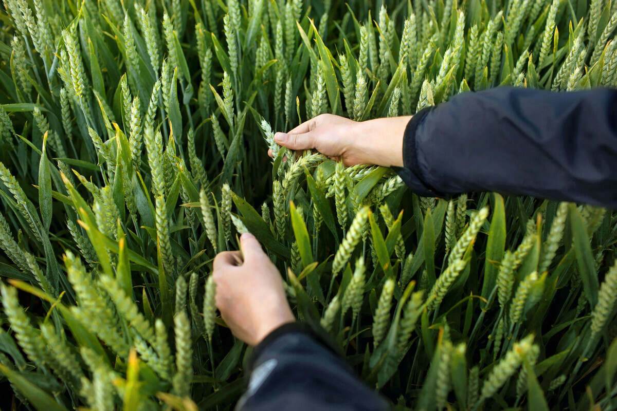 Bayer reicht Zulassungsanträge für neuartiges Herbizid ein - DEGA ...